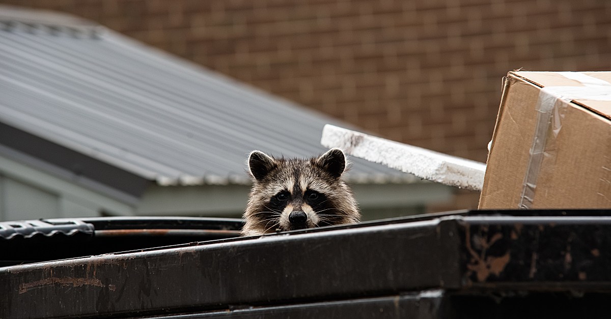 Pest Infestation of an Outdoor Dumpster? Here's How To Prevent It ...